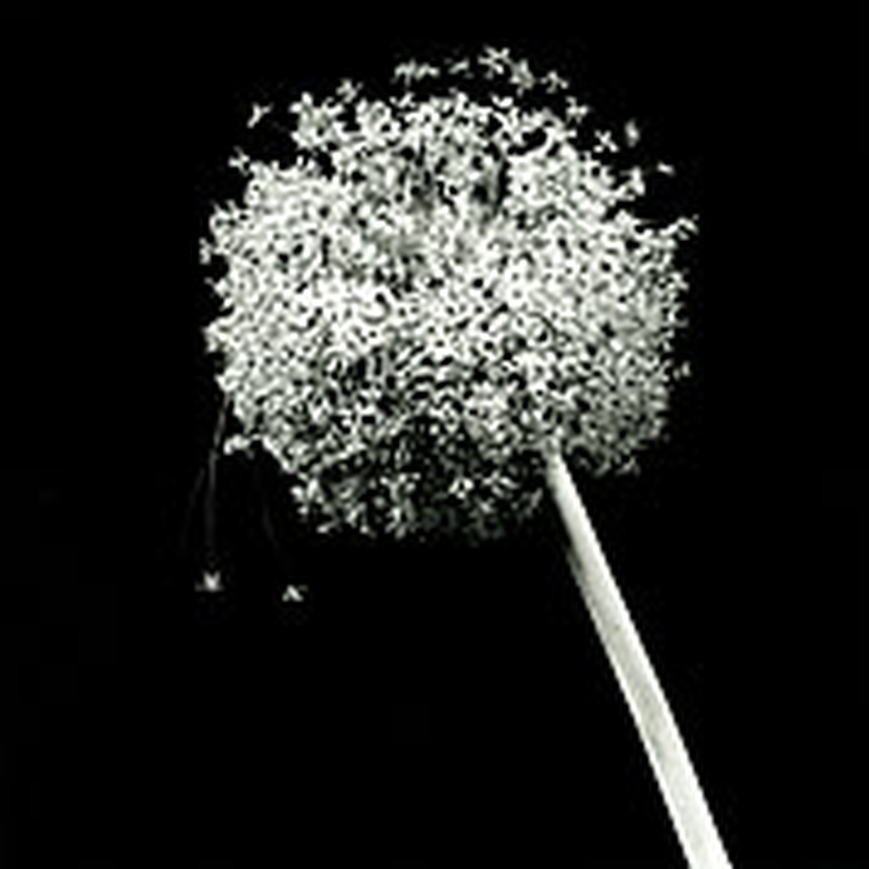 Nigel Rolfe at the Graphic Studio Gallery