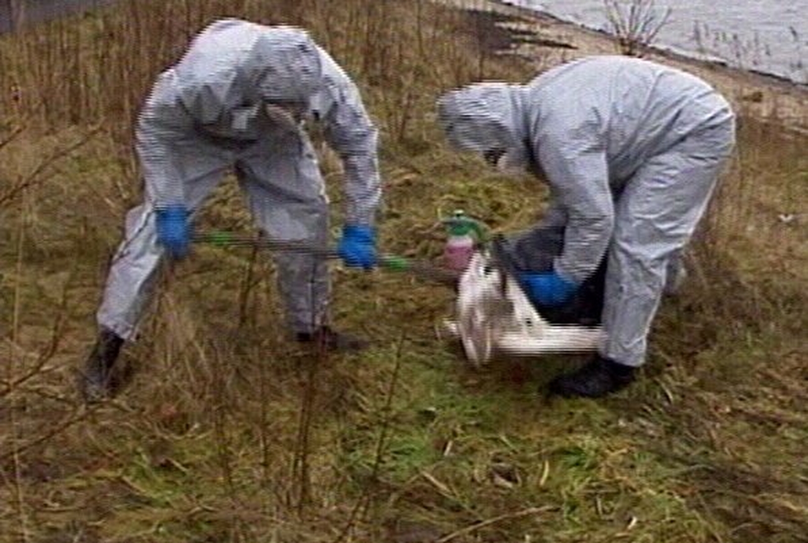 H5N1 bird flu confirmed in swan in Scotland