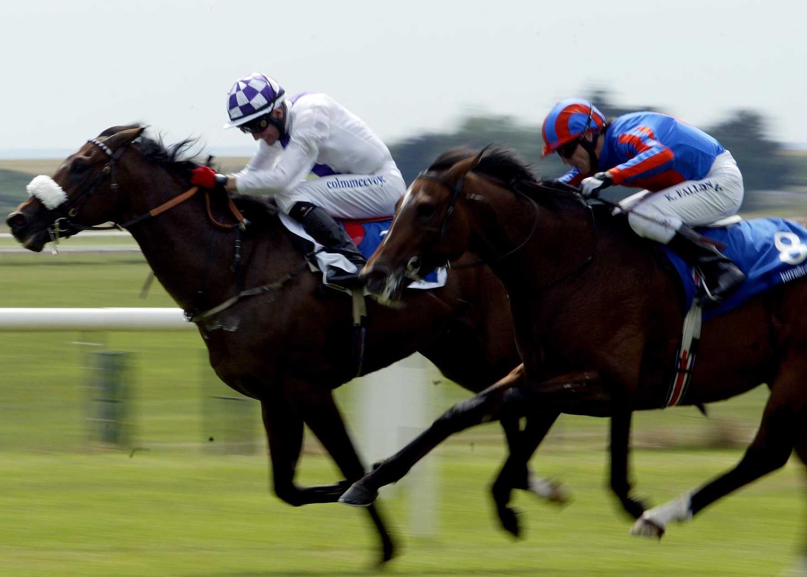 Teofilo to stand at Kildangan Stud