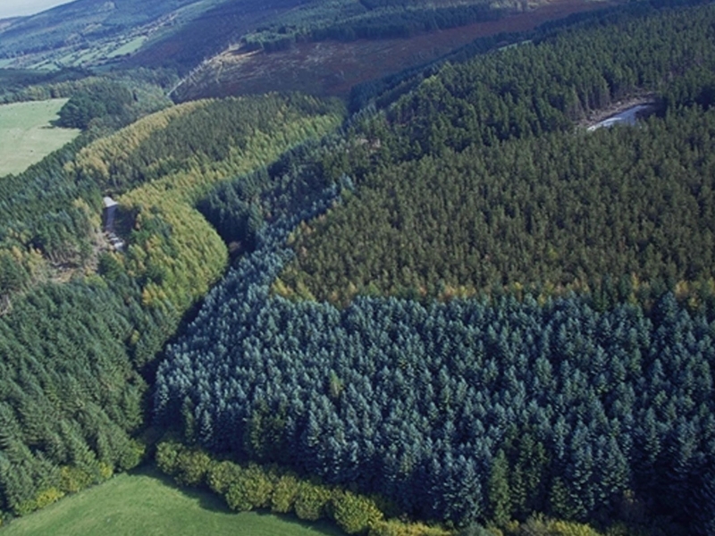 Coillte grows turnover after big buy