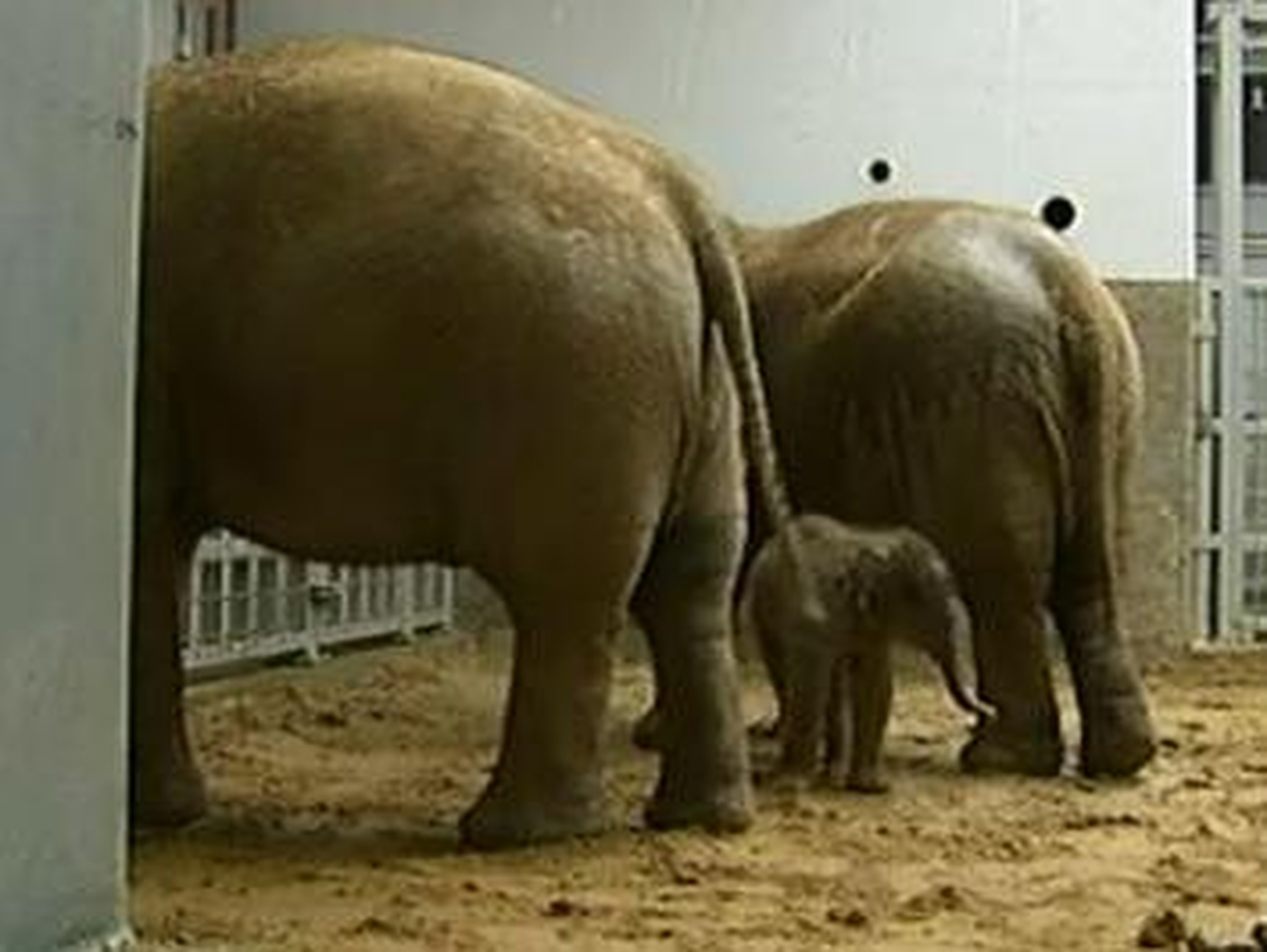 First elephant born in Ireland