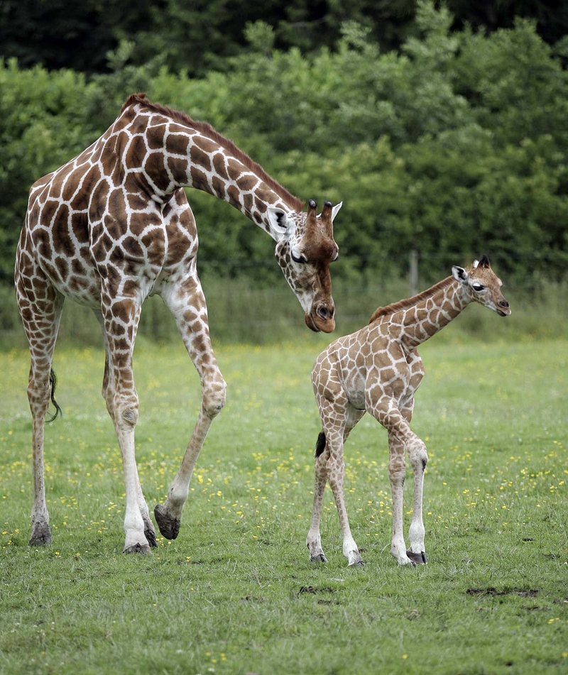 Baby giraffe born at Dublin Zoo