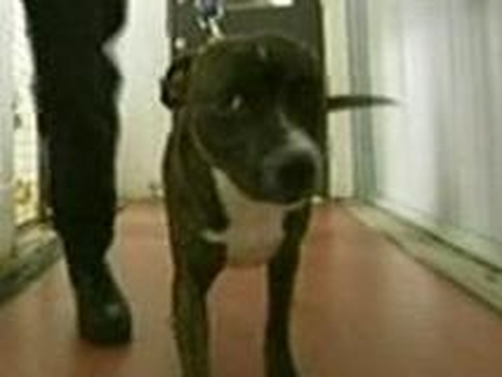 Illegal dog fighting ring uncovered in NI