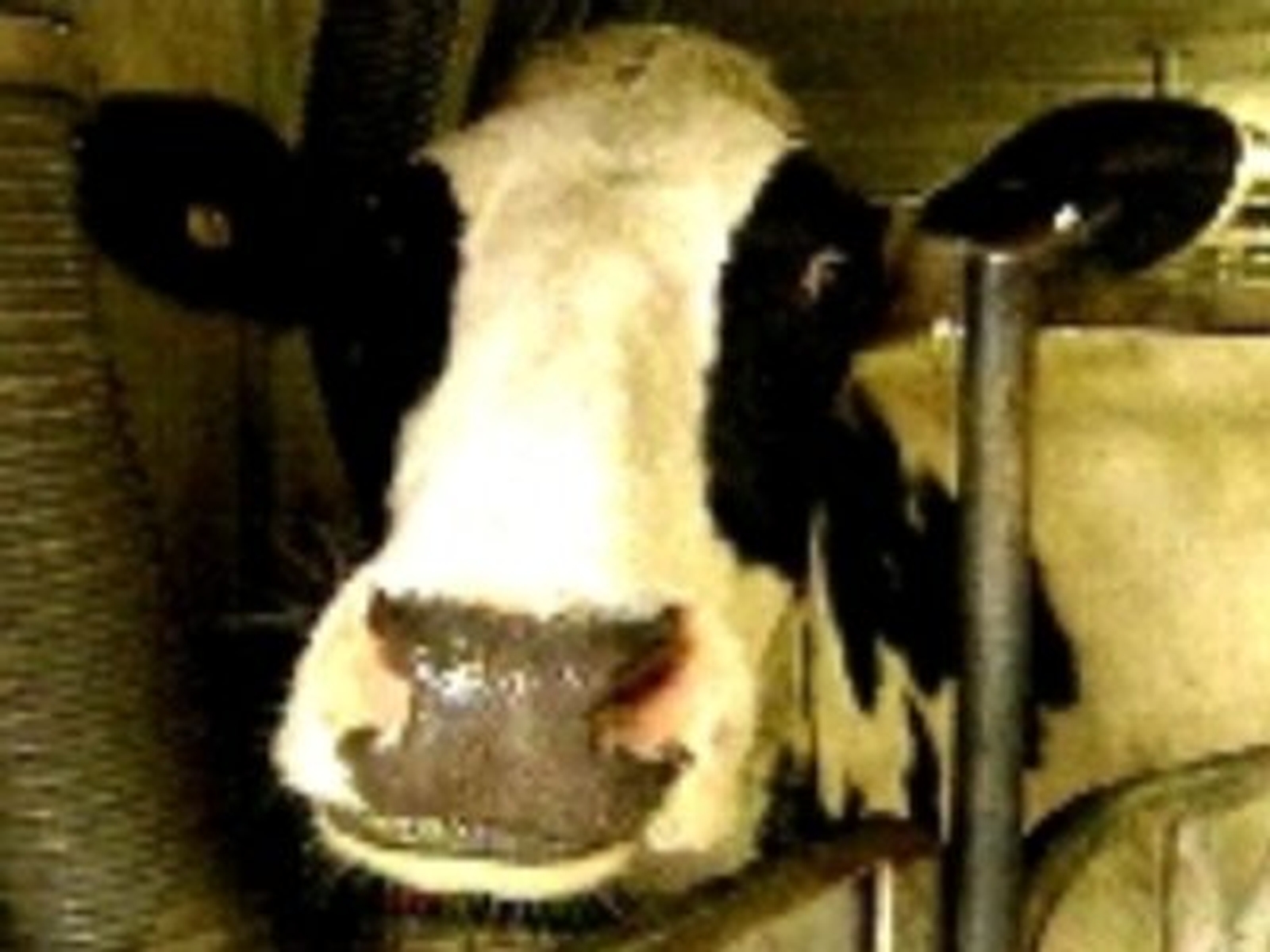 EU approves suckler cow subsidy