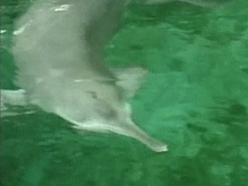Yangtze River dolphin may be extinct