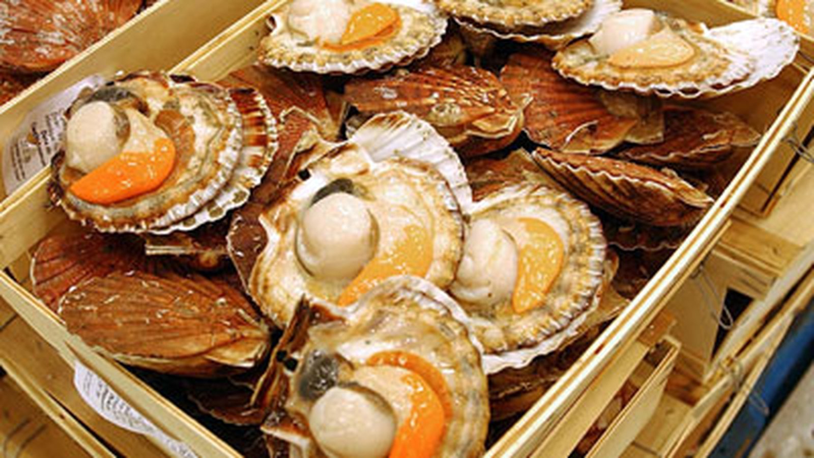 Chilli & ginger scallops with avocado cream