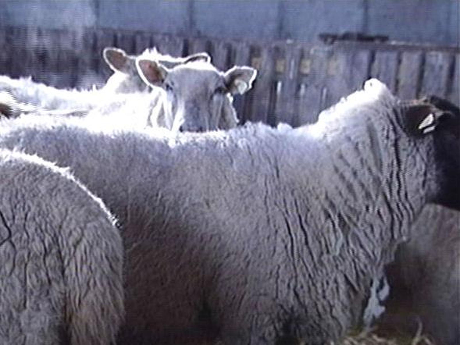 Australia works to reduce sheep burps