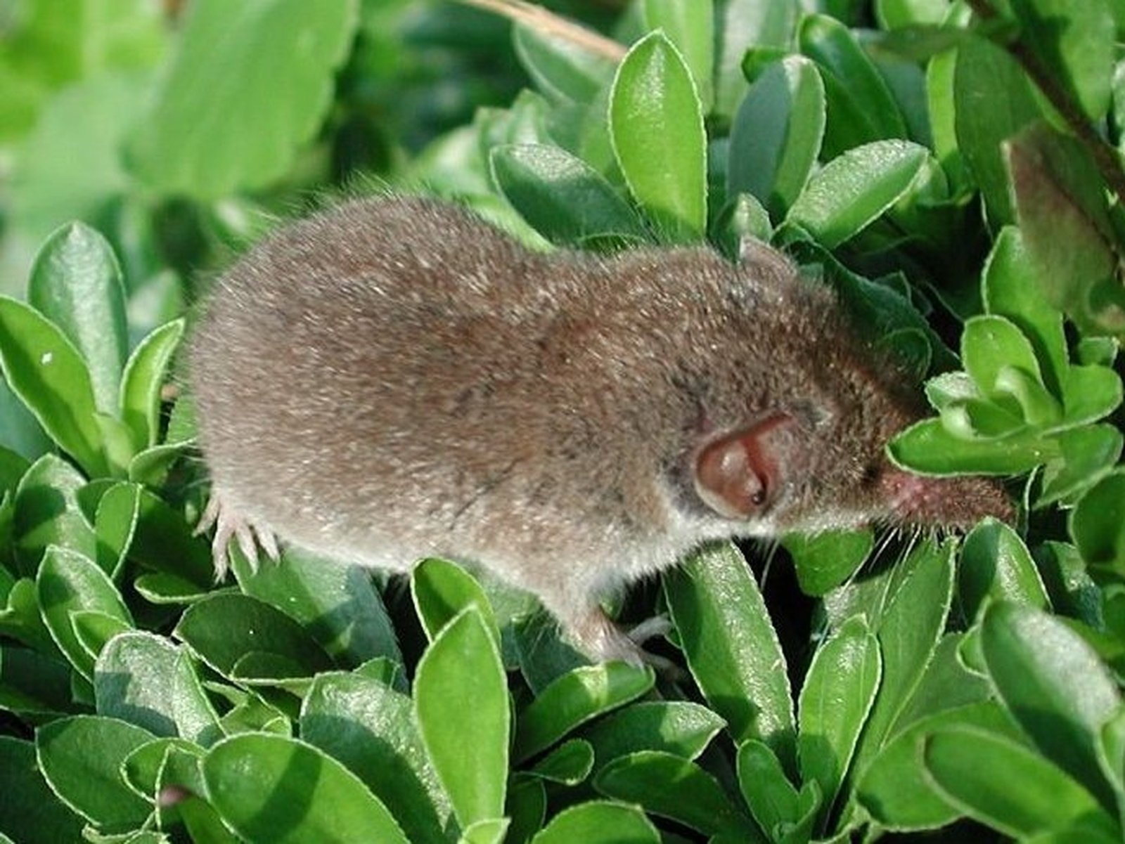 New mammal discovered in Ireland