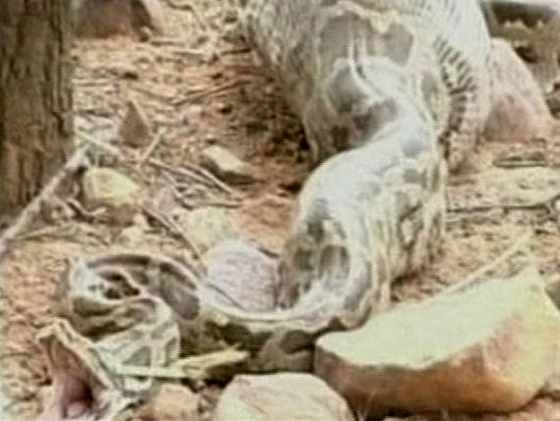 Indian snake gets wholesome breakfast
