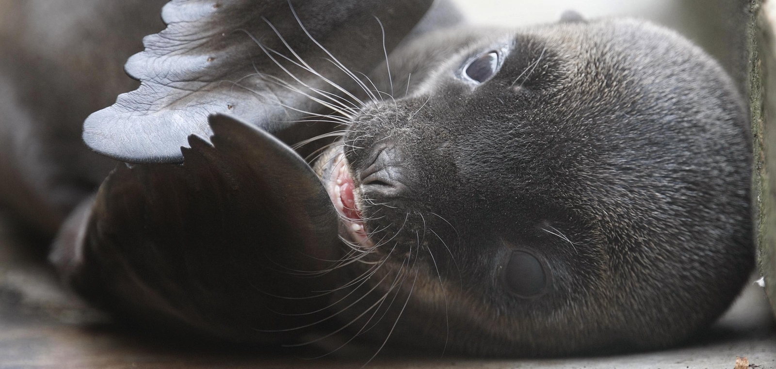 Reports of suspicious seal deaths