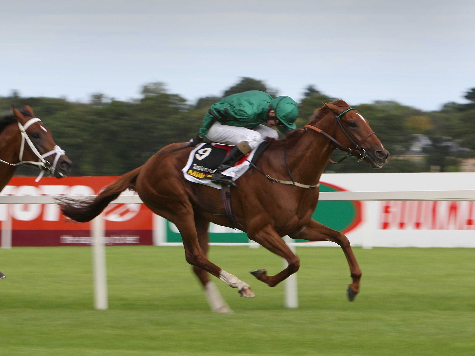 New Approach named horse of the year