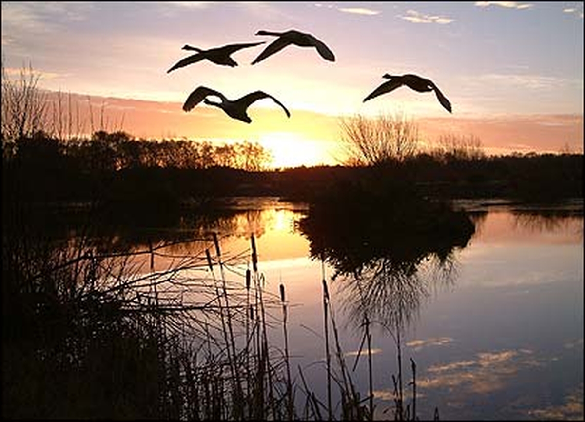 Documentary On One - Raving Loons vs Northside Nightjars