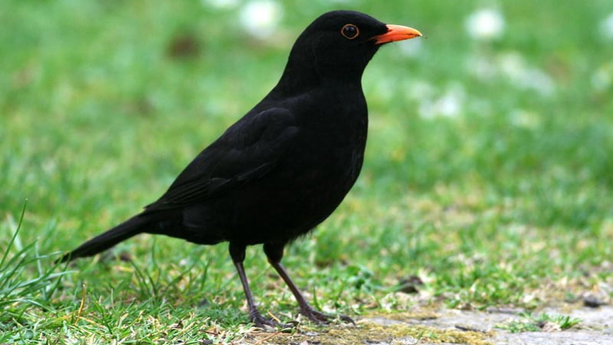 Documentary On One - Soul Wings