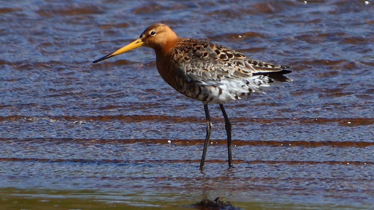 Documentary On One - The Black-Tailed Godwit