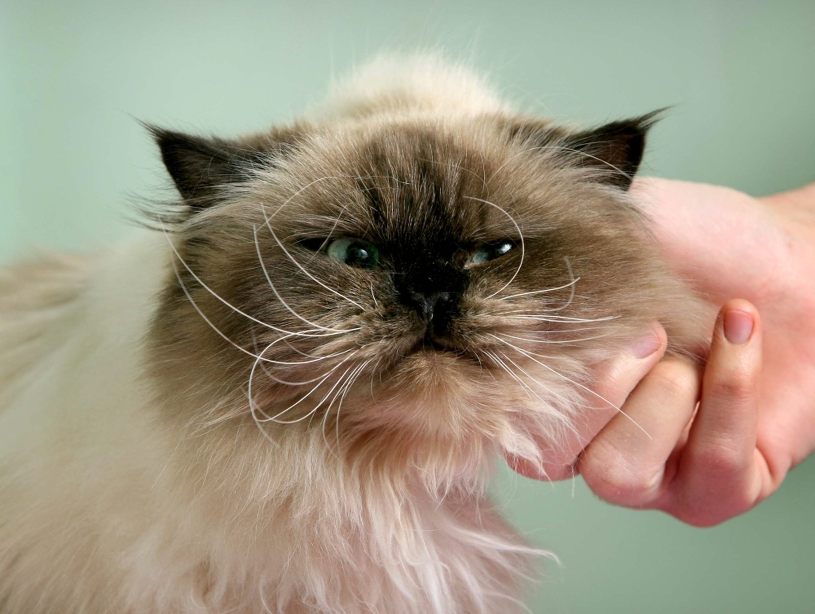 Aussie cat takes 3,800km trek