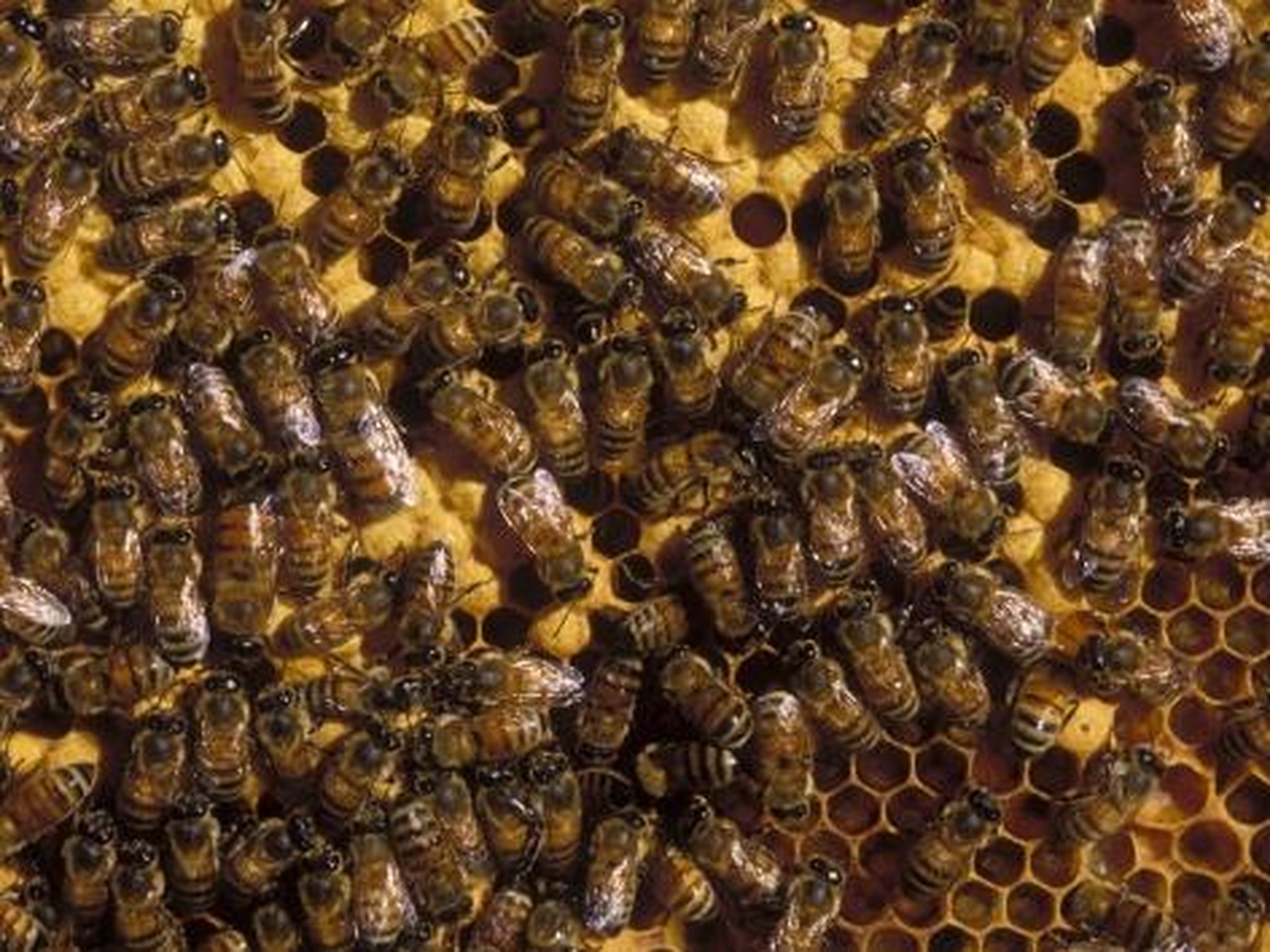 The Humble Bee: Ask the expert