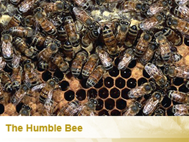 The Humble Bee: Tororo Profile