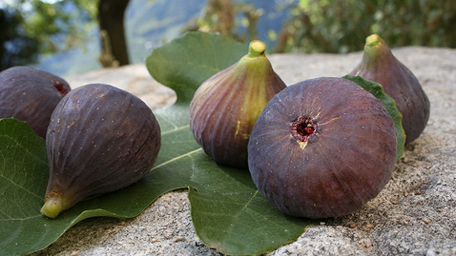 Baked Figs with Parma Ham
