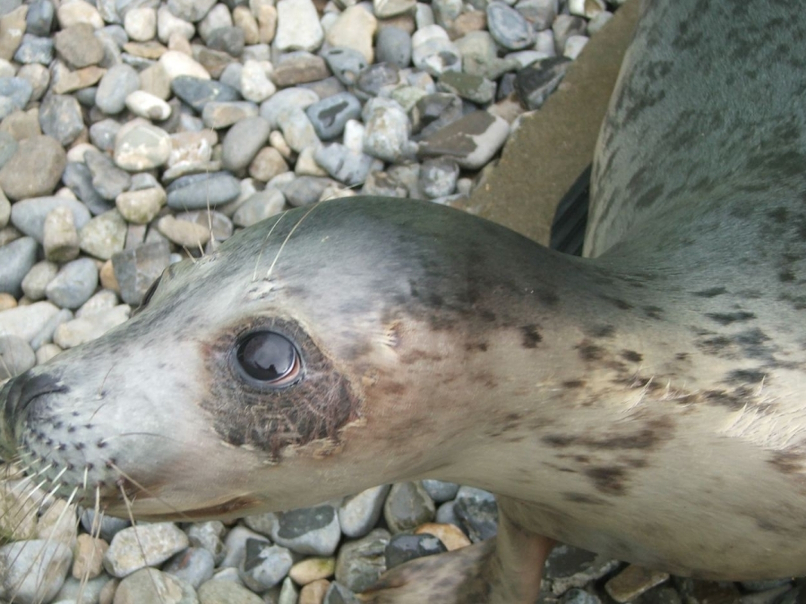 Mystery over seal found in Skerries