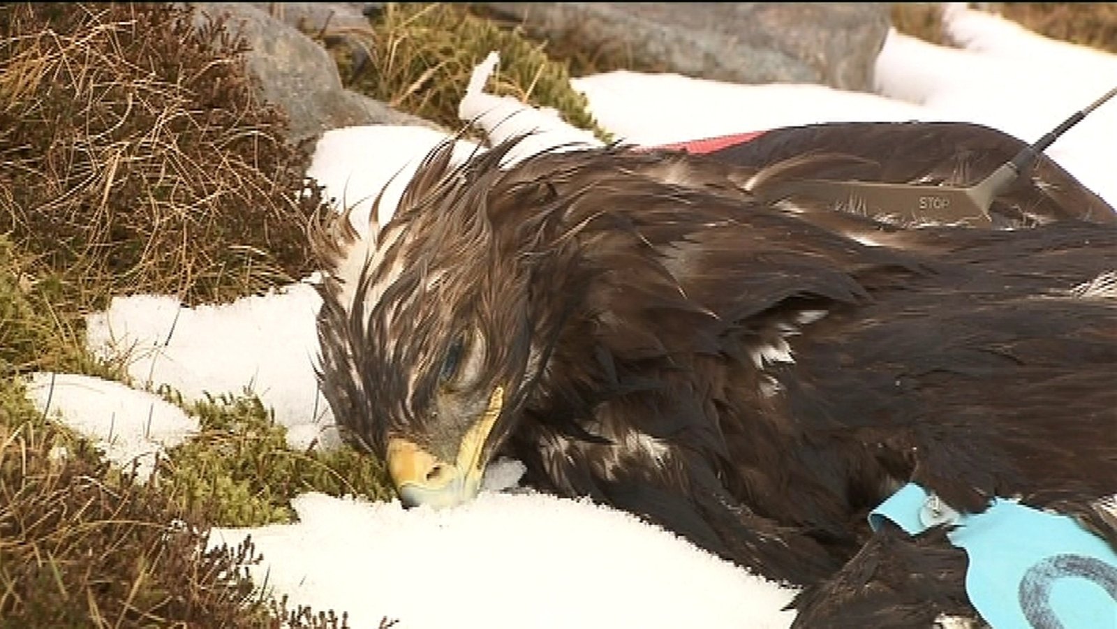Penalties for poisoning birds of prey