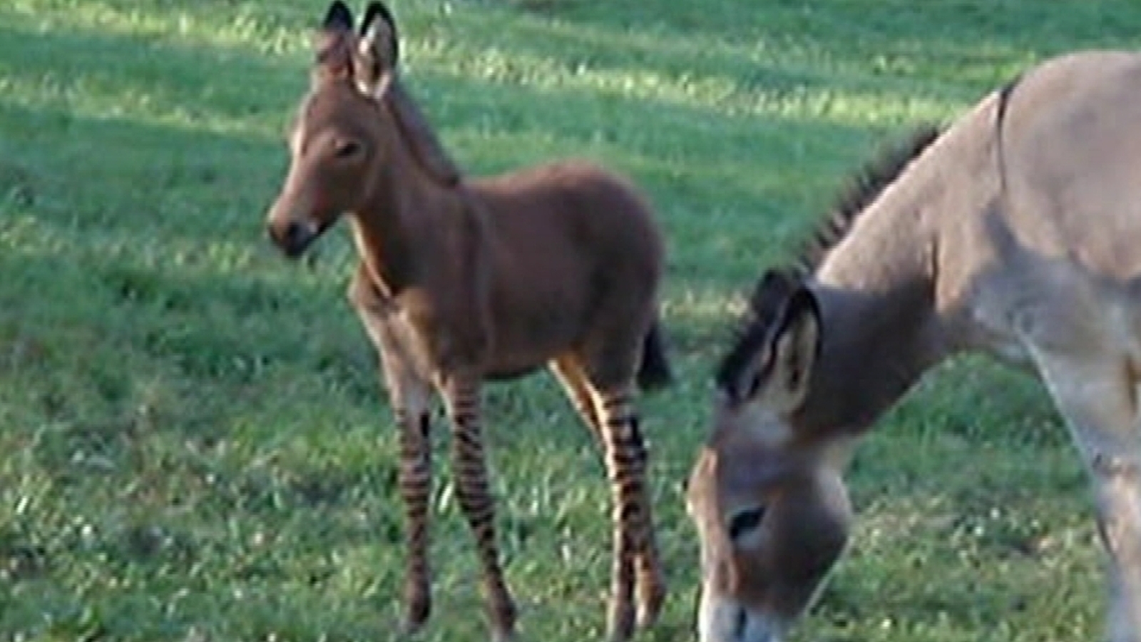 'Zonkey' born at Georgia wildlife park