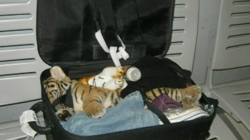 Live tiger cub seized in airport luggage