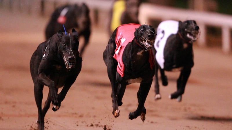 Live greyhound racing on RTÉ.ie