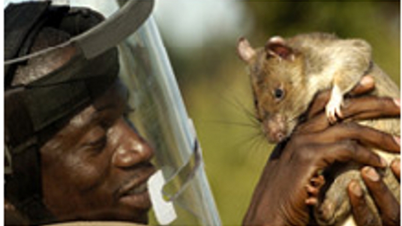 'Hero rats' clearing minefields in Africa