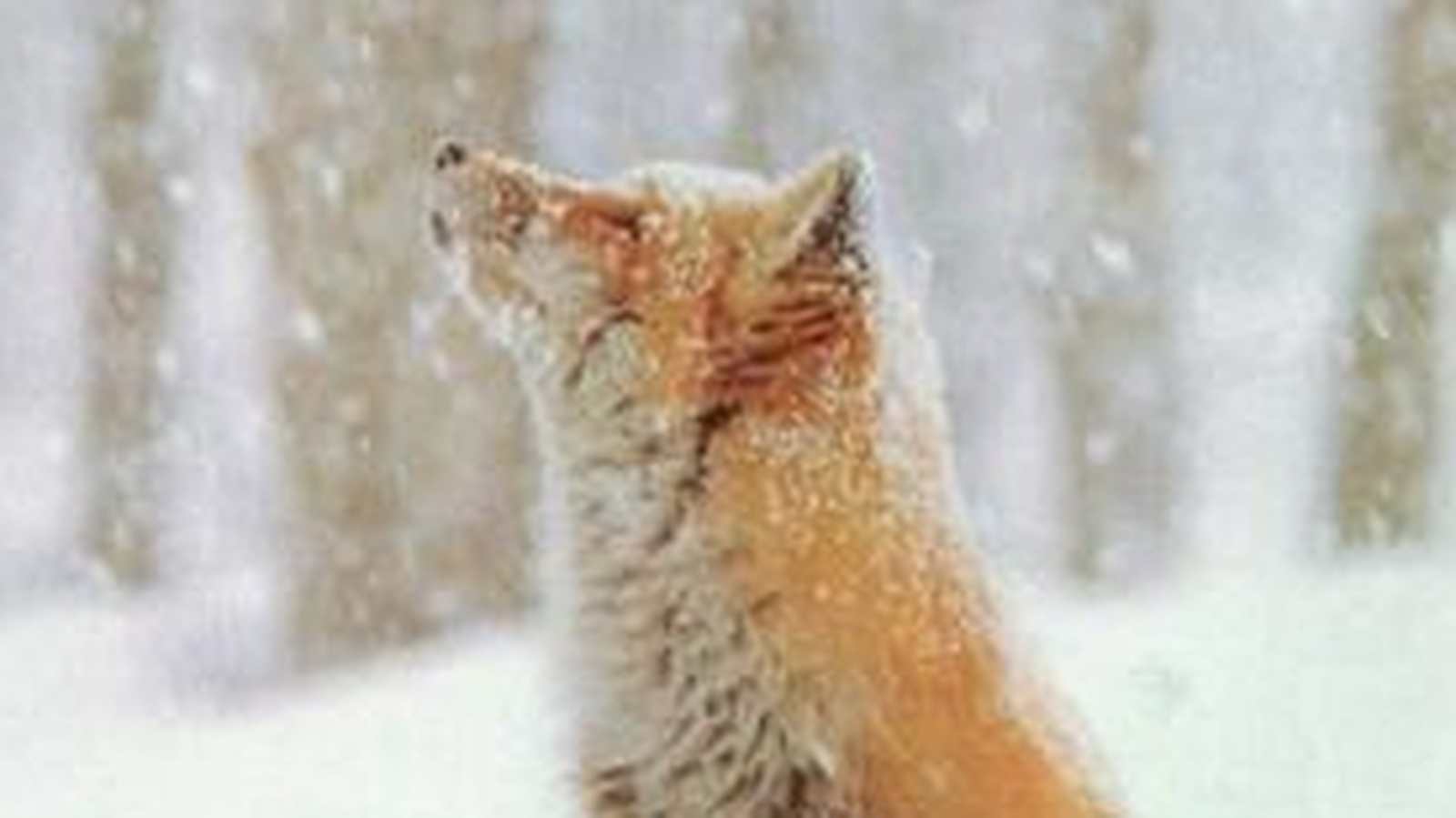 London police investigate fox attack on baby