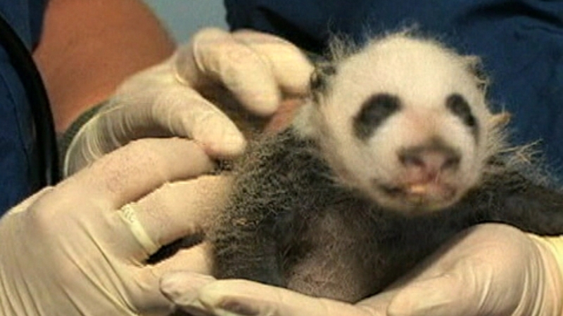 Giant panda cub examined at Atlanta zoo