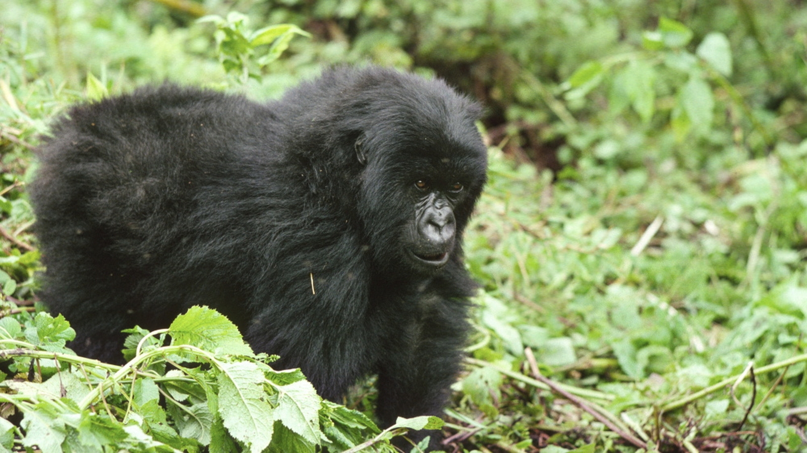 Growth in mountain gorilla population