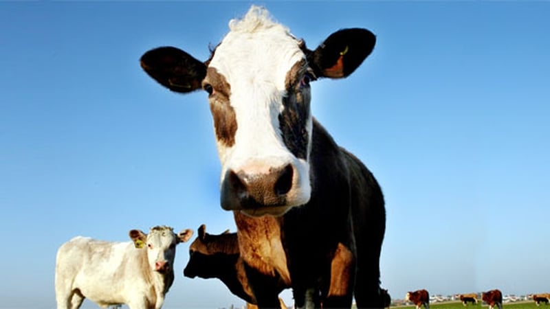 Will cow poo be more valuable than milk in 2030?
