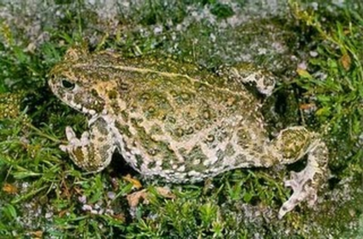 Calls to save Ireland's native toad | Drivetime - RTÉ Radio 1