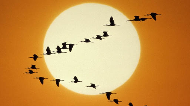 Birds of the Dawn Chorus