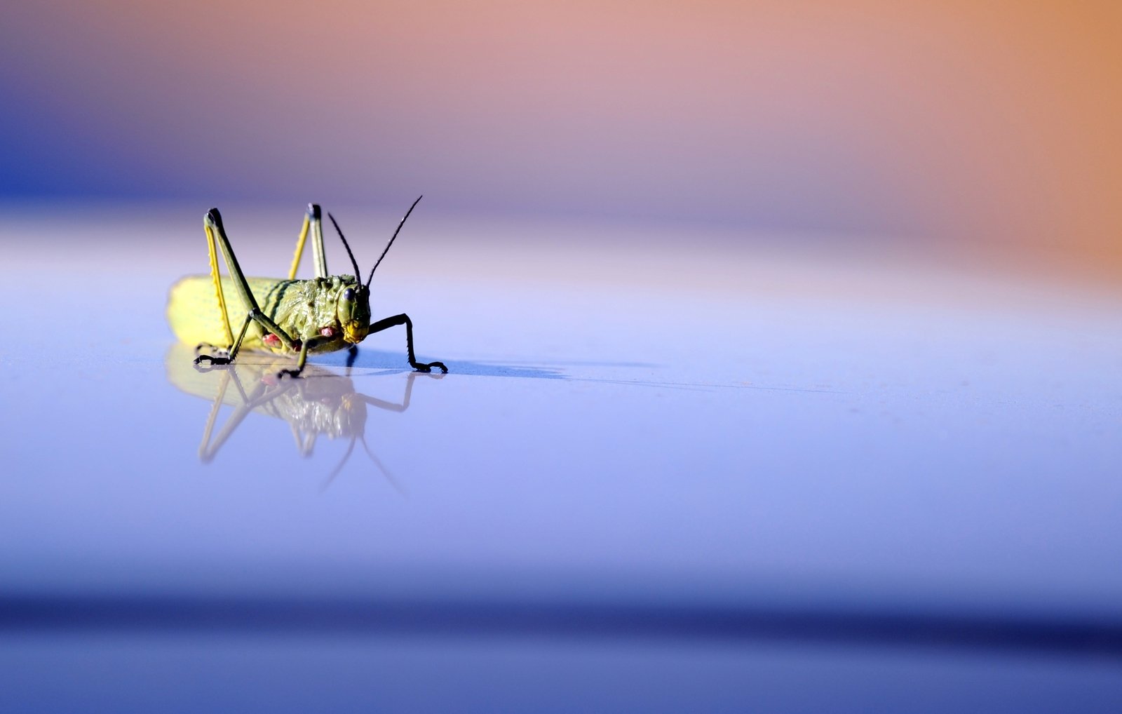 Jumping roach, T-Rex leech among new species