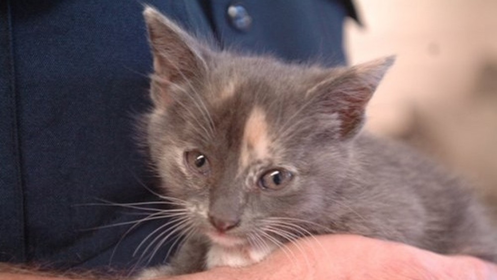 Kitten rescued from inside metal pipe