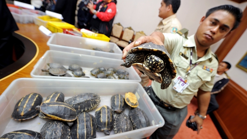 Dead turtle seizure in Bangladesh