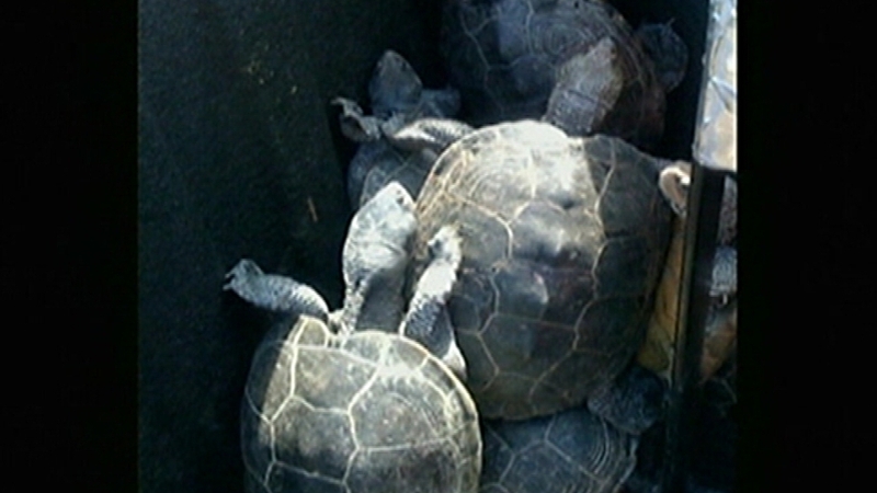 Turtle stampede delays flights at JFK
