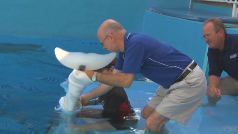 Dolphin's prosthesis an inspirational tail