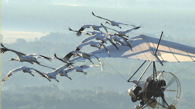 Whooping crane migration waits on US flight clearance