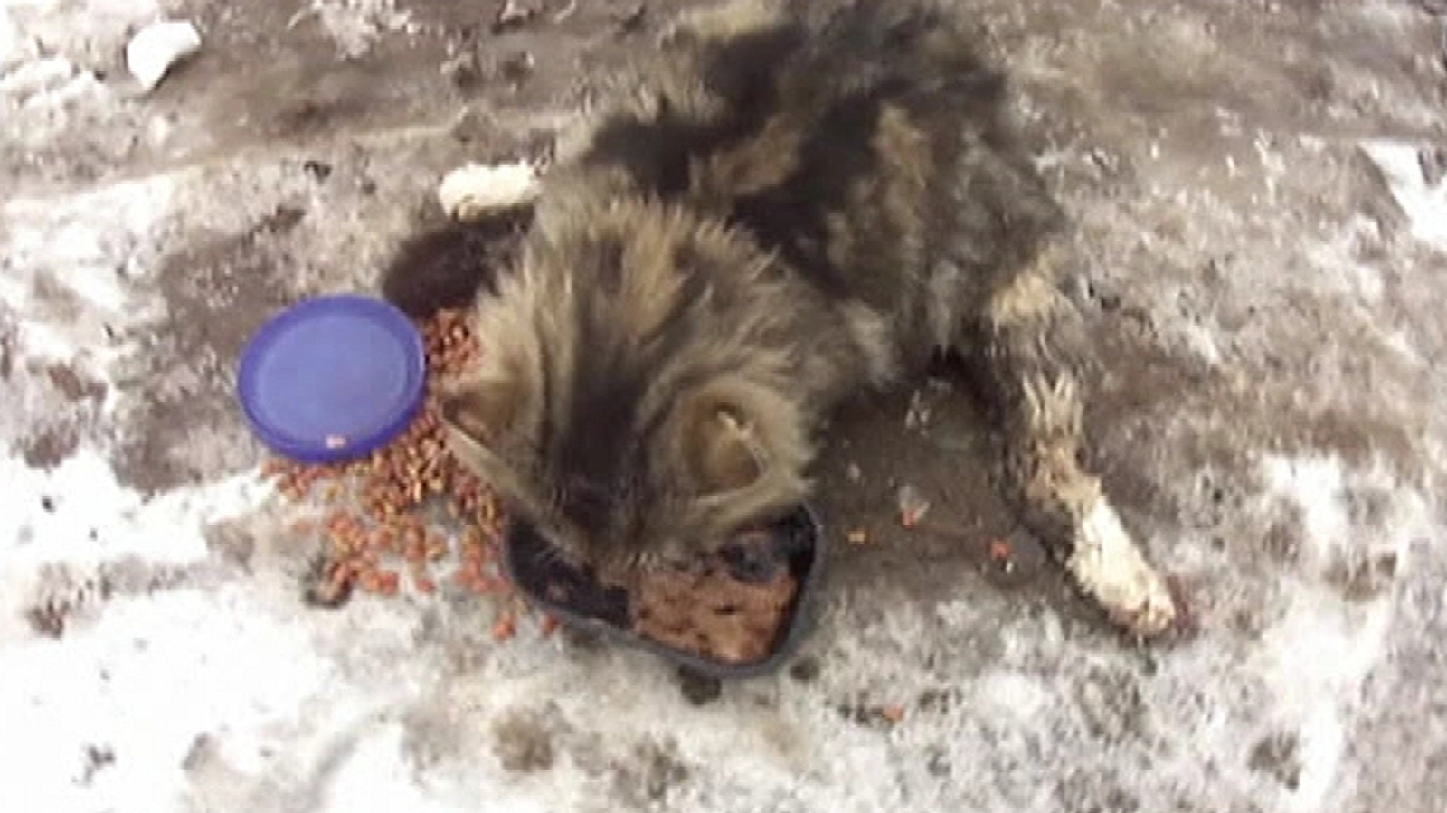 Cat survives being frozen for 24 hours