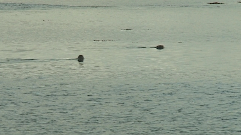 FG cllr calls for seal cull on west coast