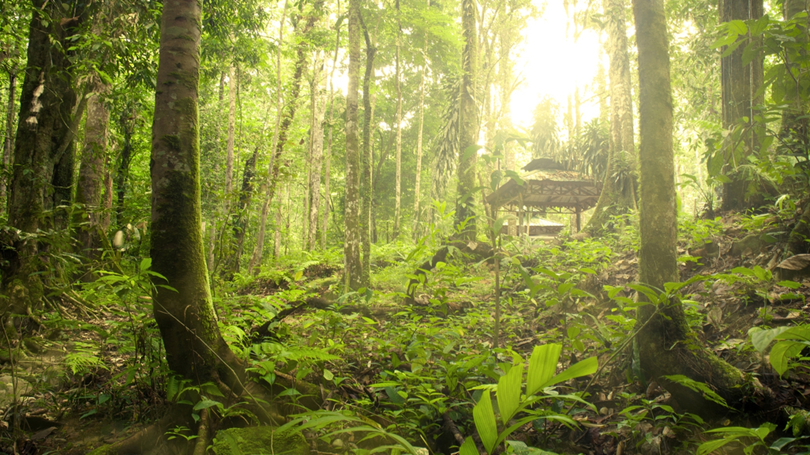 Seeing the wood for the trees: Sacred trees in Irish folklore