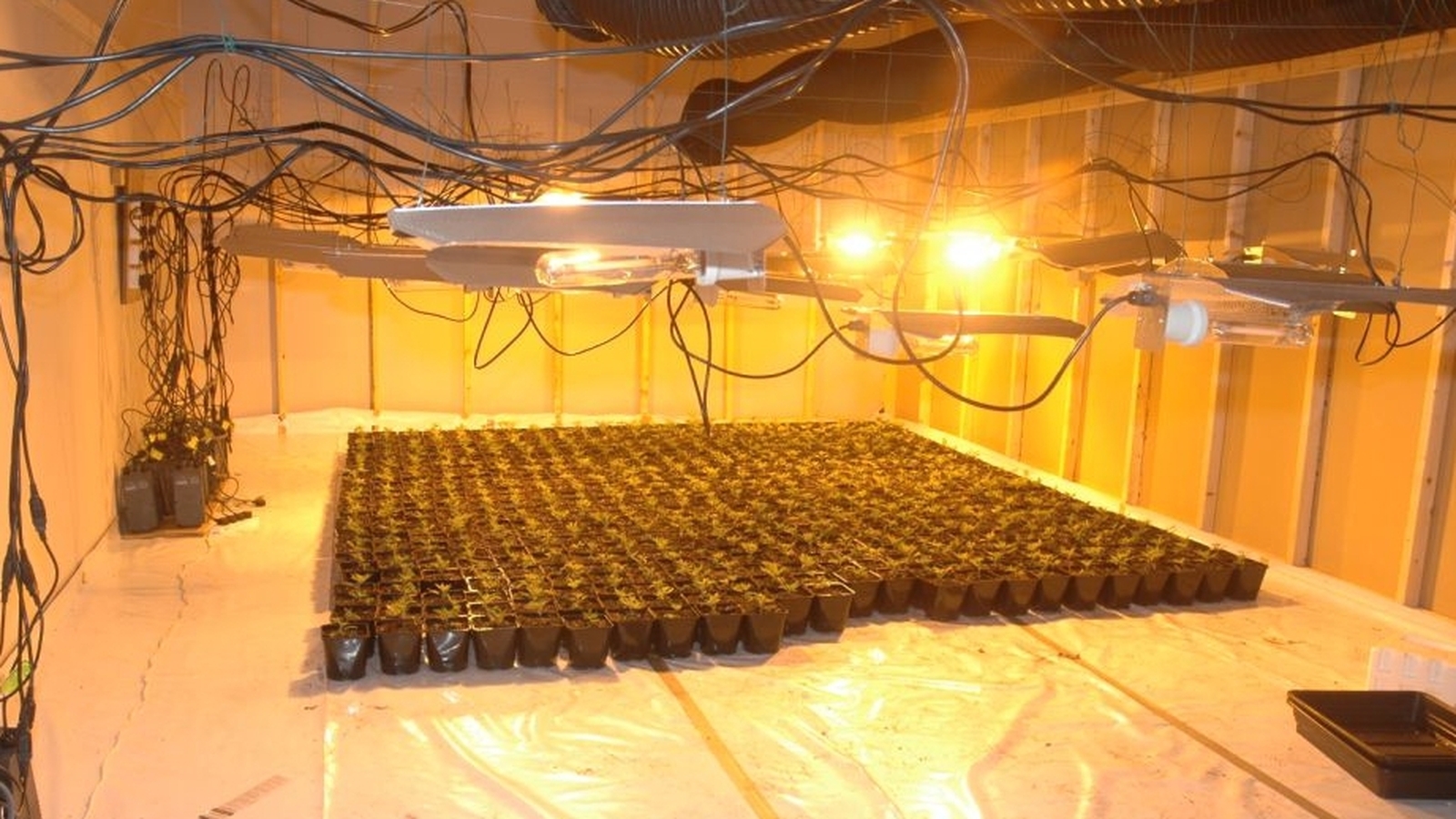 Four held in cannabis factory discovery