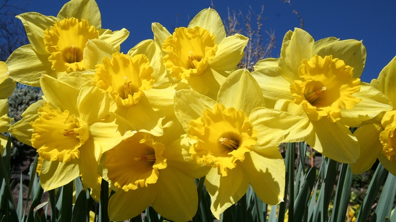 Mild, cold mild, cold: is our spring weather confusing nature?