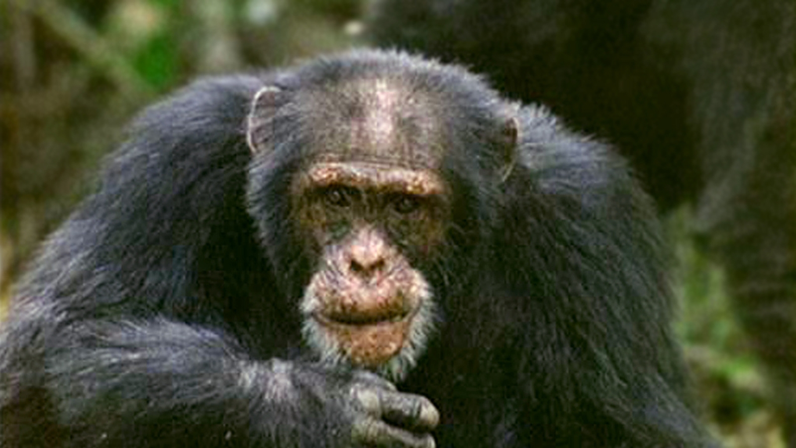 Chimps' great escape at Belfast Zoo short-lived