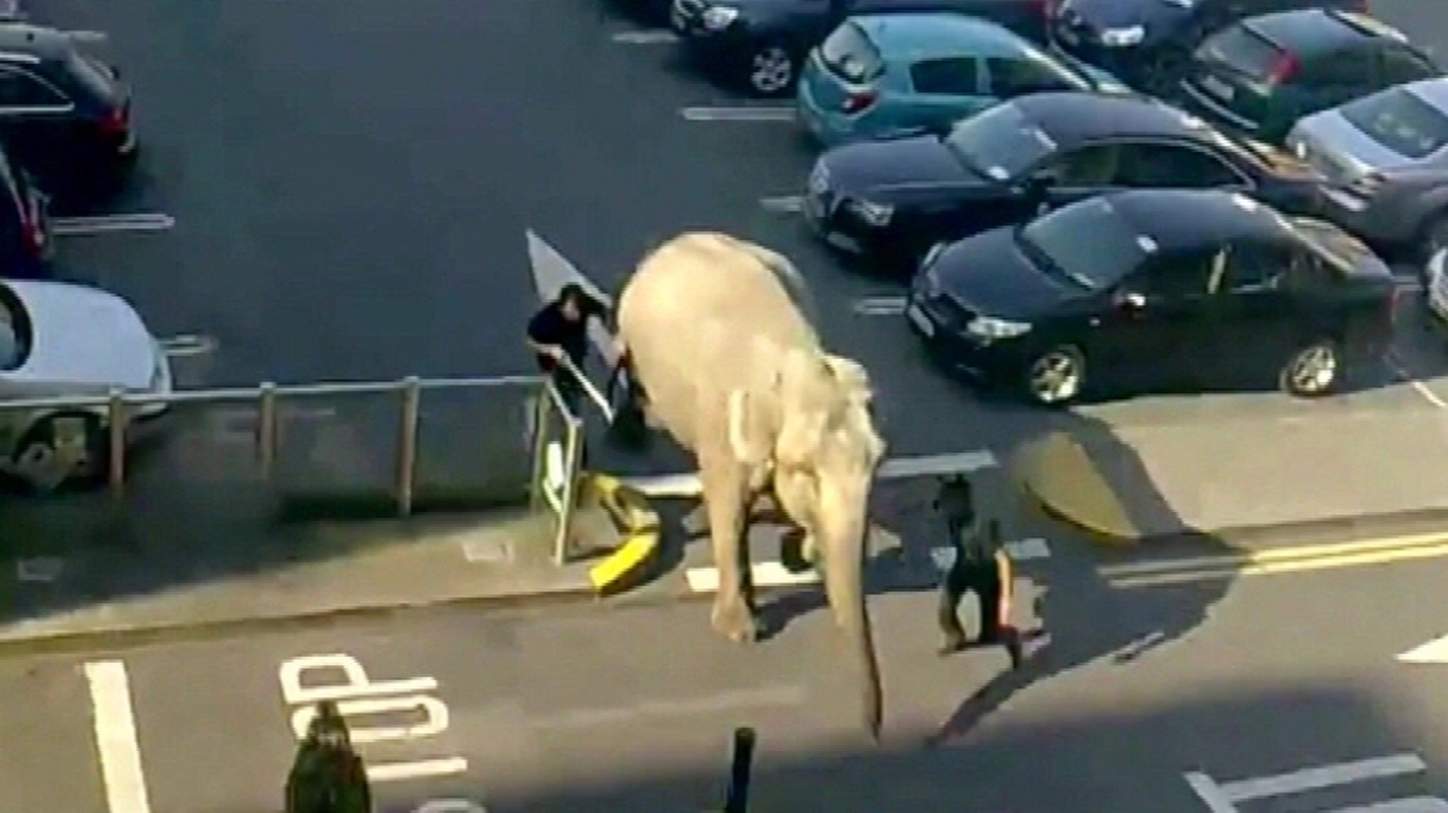 Elephant returns to Cork circus after escape