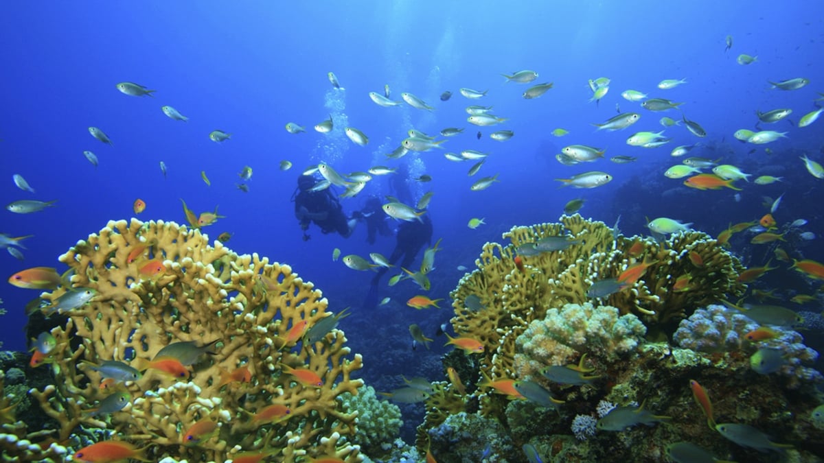 Holding Your Breath – using free diving to cope on dry land | Brendan O ...