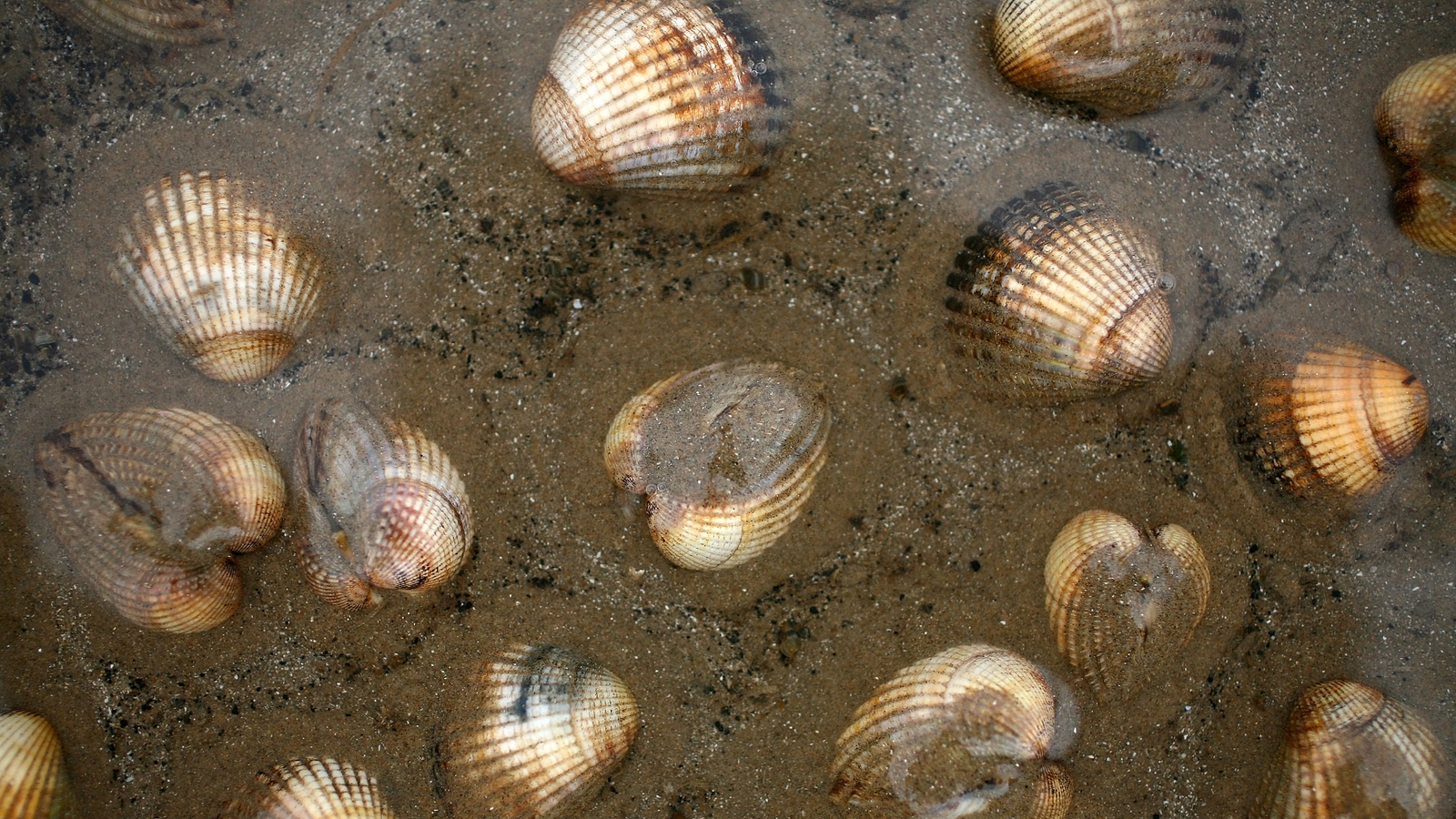 Warning over toxins in shellfish on west coast