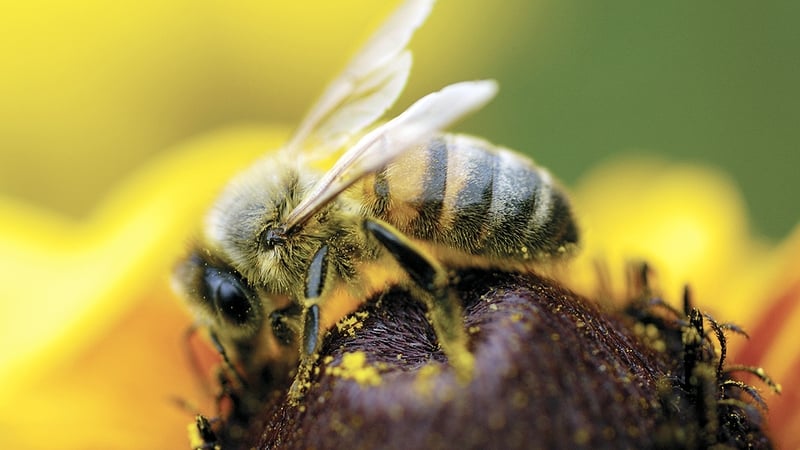 How bees use the waggle dance as Google Maps for pollen
